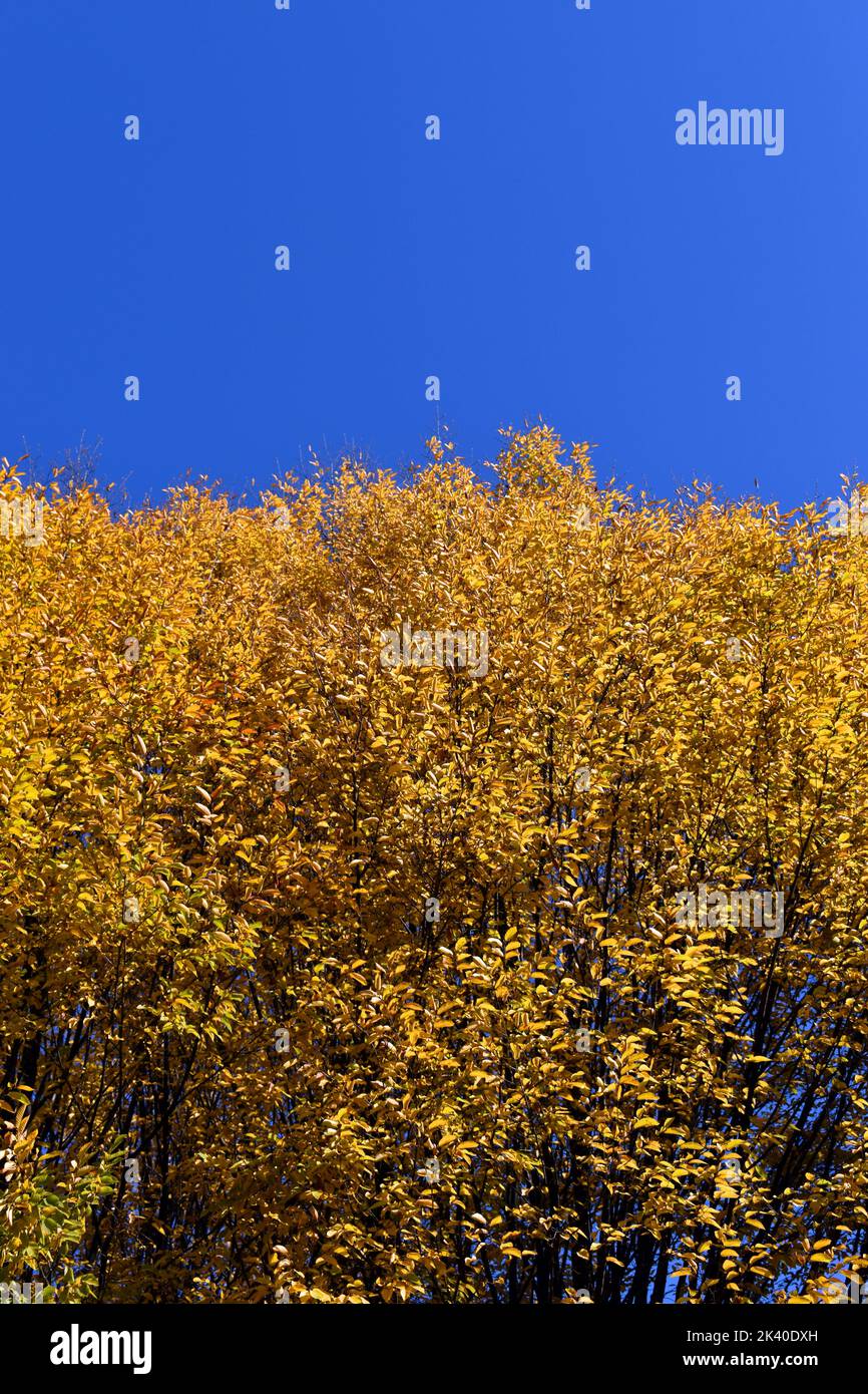 Carpinus caroliniana hi-res stock photography and images - Alamy