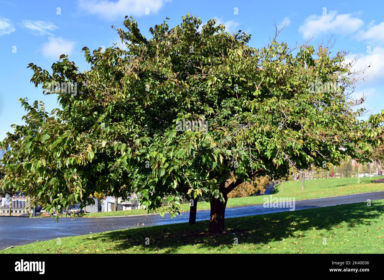 Morus morus kagayamae hi-res stock photography and images - Alamy