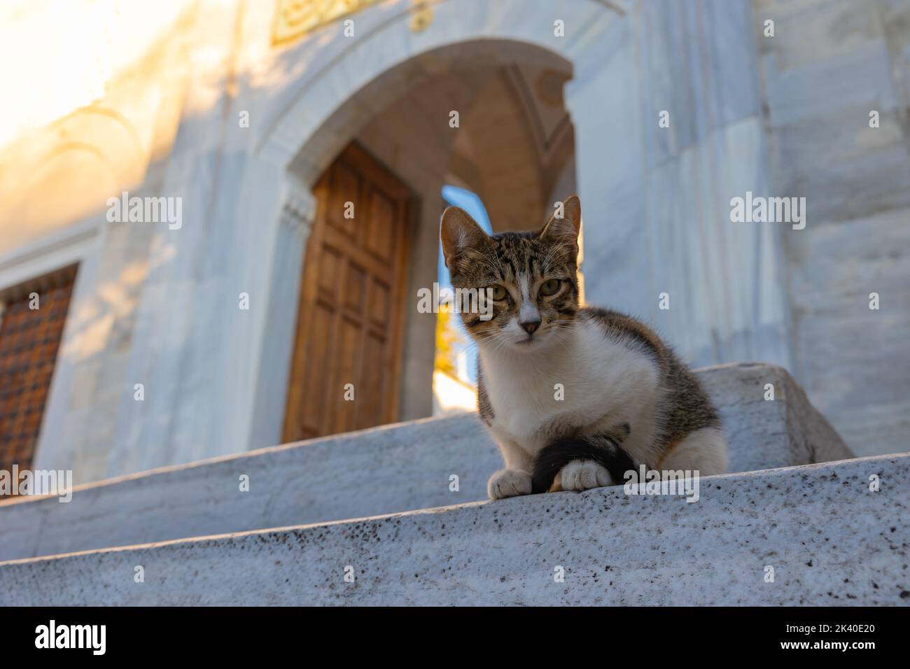 Stray cat sitting on the stairs of a mosque in Istanbul. Turkish ...