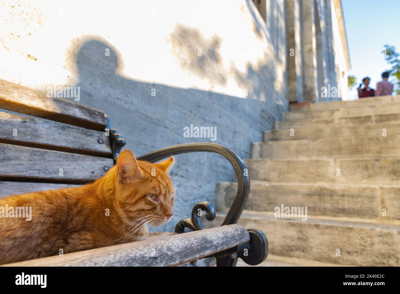 A stray cat sitting on a bench in the garden of a mosque in Istanbul ...