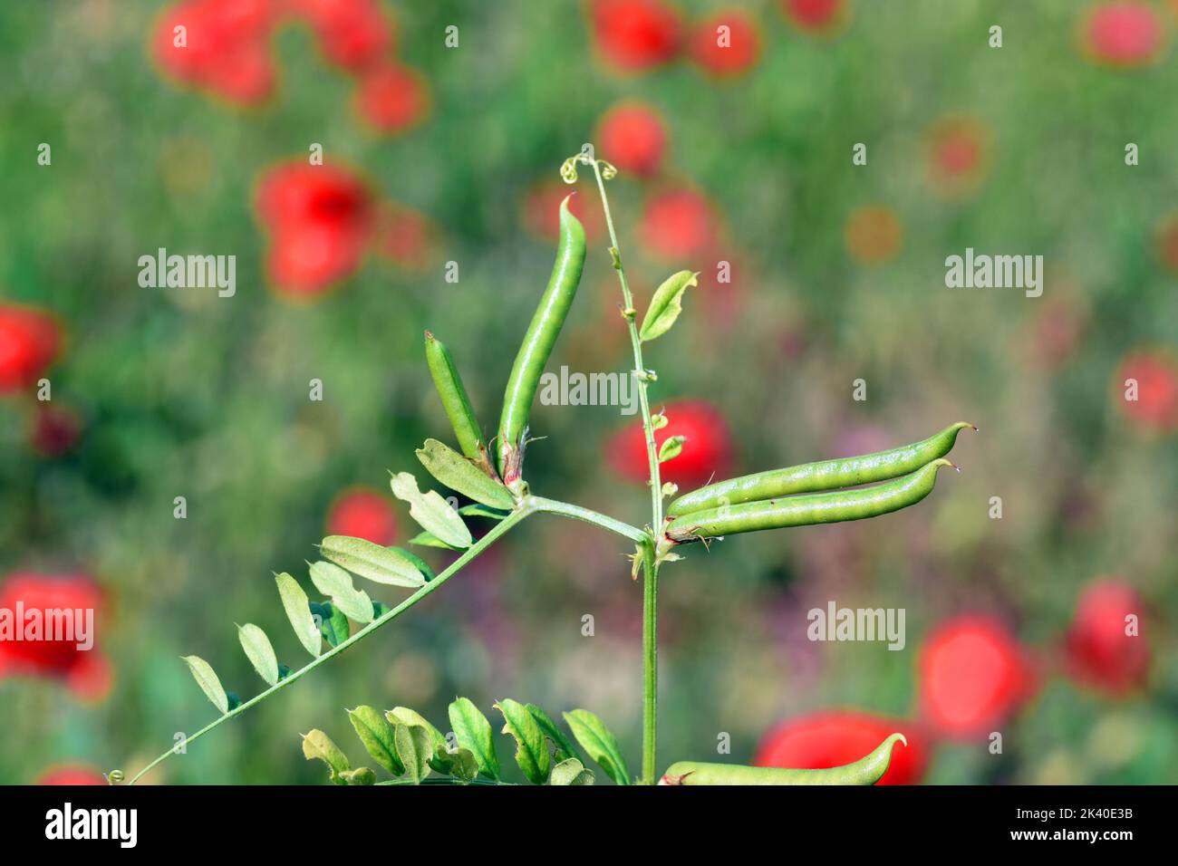 Pod-shaped fruit of a wild fabaceae Stock Photo - Alamy
