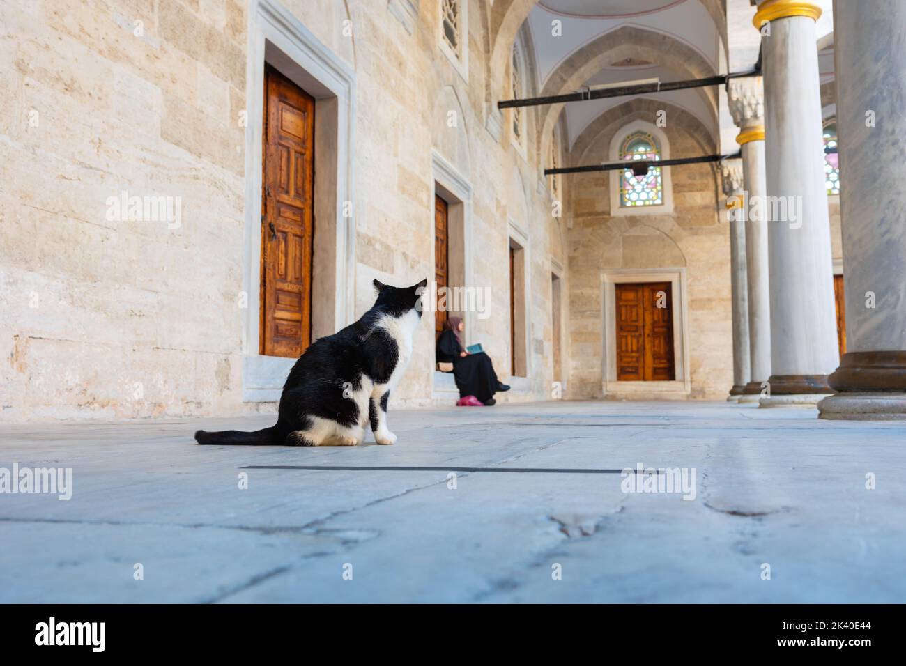 Stray cat in a mosque. Turkish culture background photo. Stray cats of ...