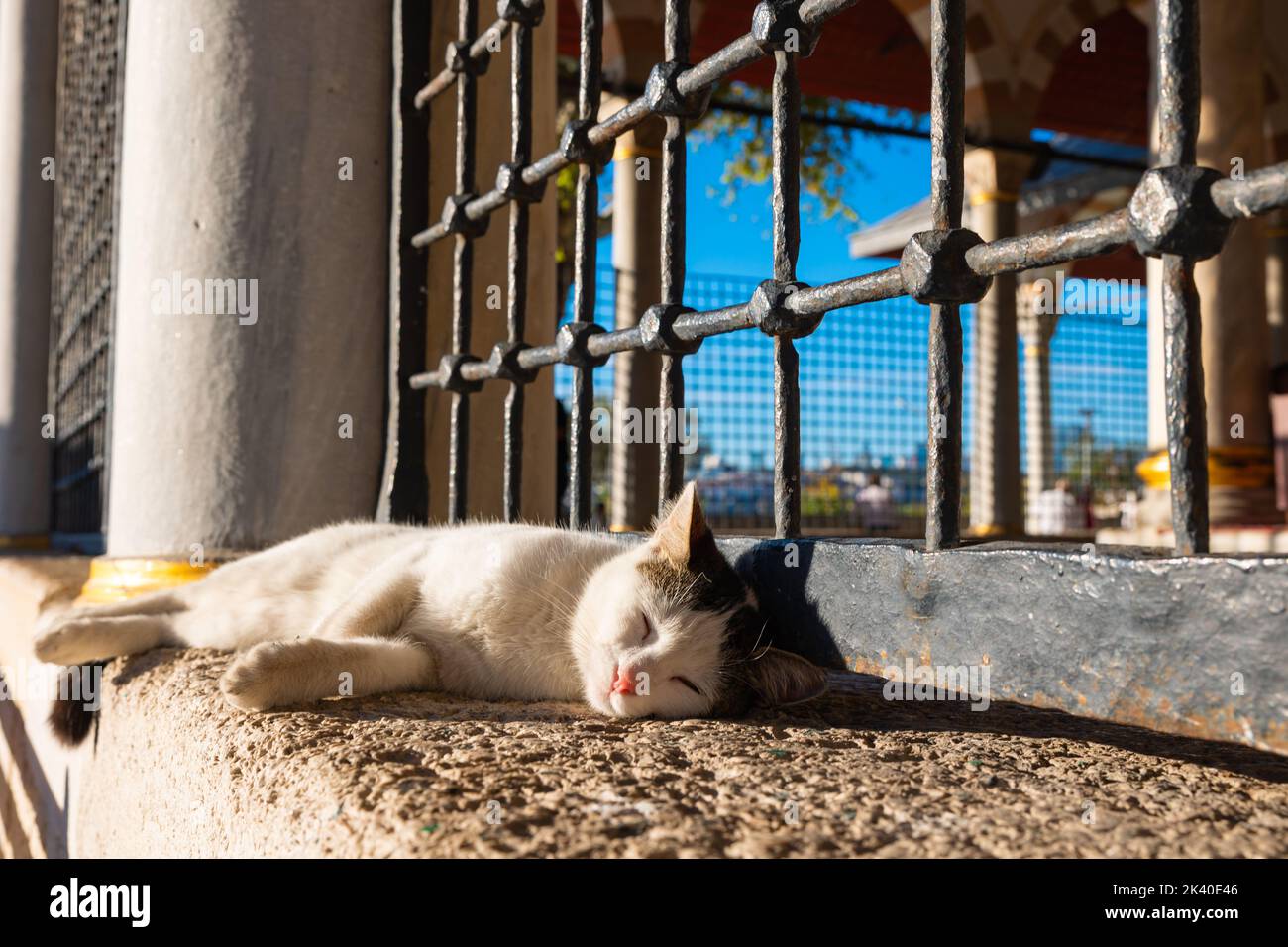 A stray cat lying on the wall of a mosque in Istanbul. Stray cats of ...