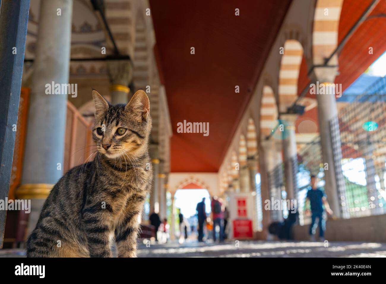Portrait of a stray cat in a mosque in Istanbul. Turkish culture ...