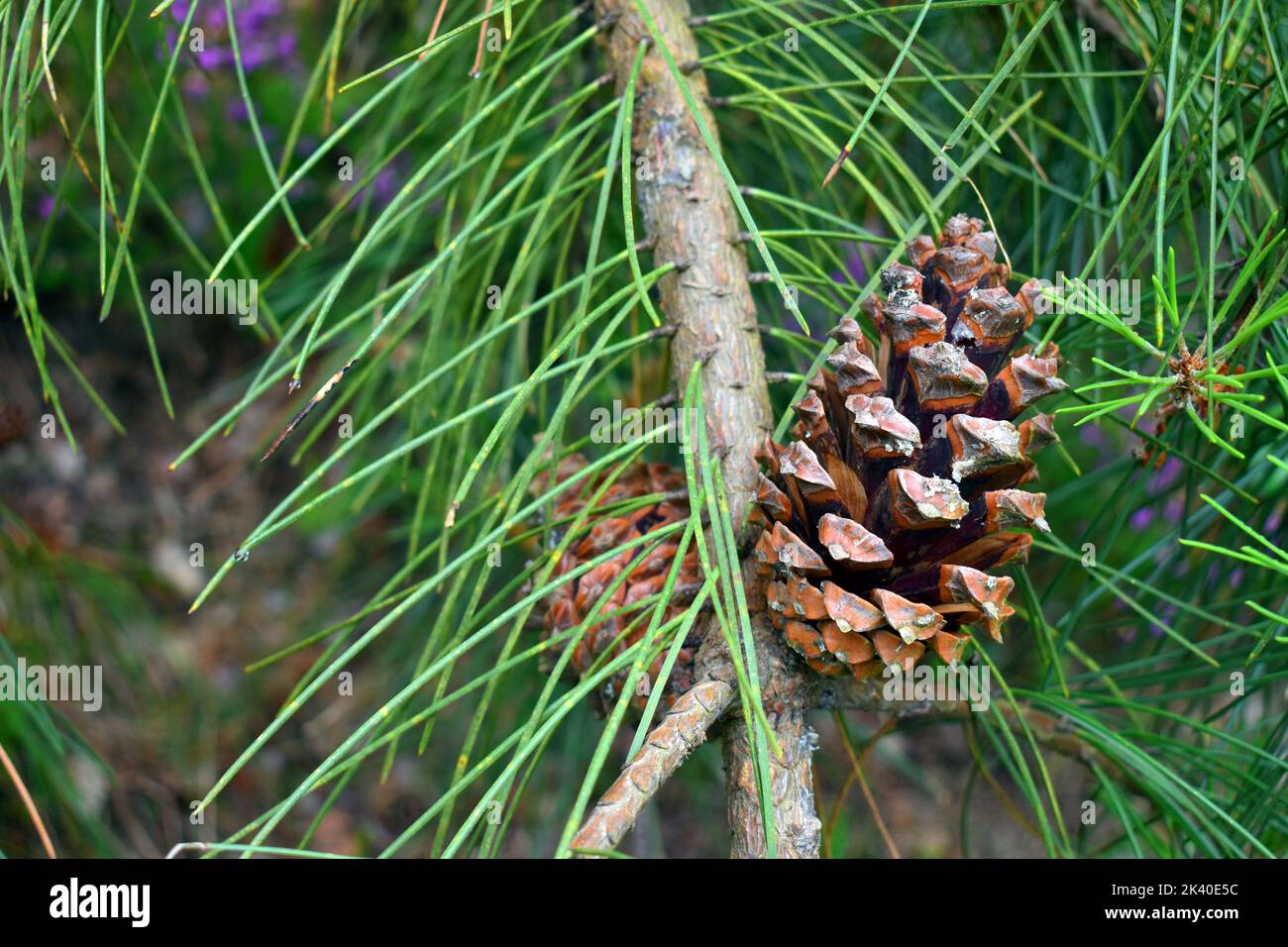 Pinus pinaster cone hi-res stock photography and images - Alamy