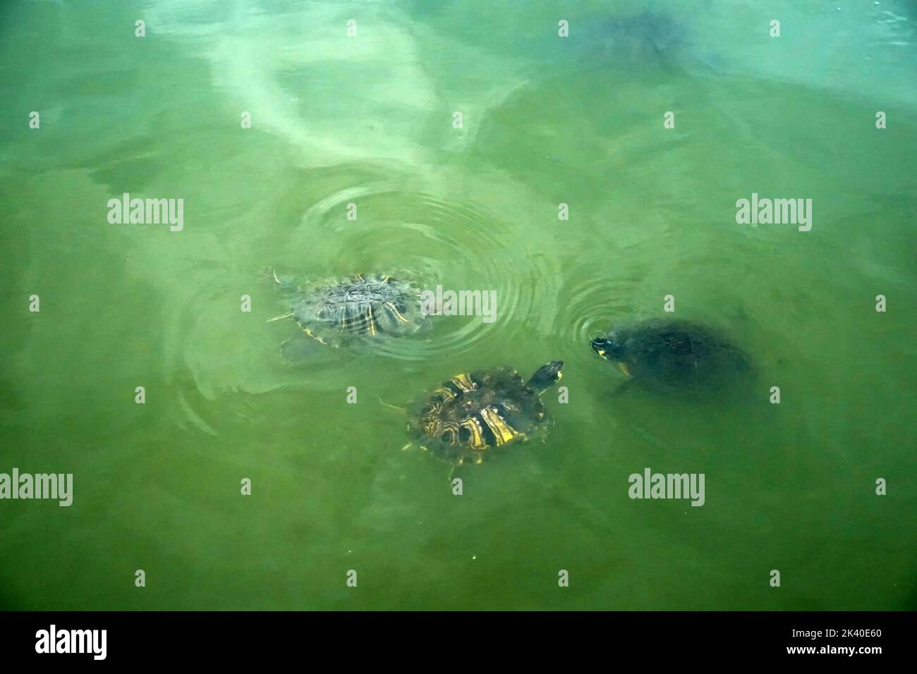 central park turtles new york city Stock Photo - Alamy