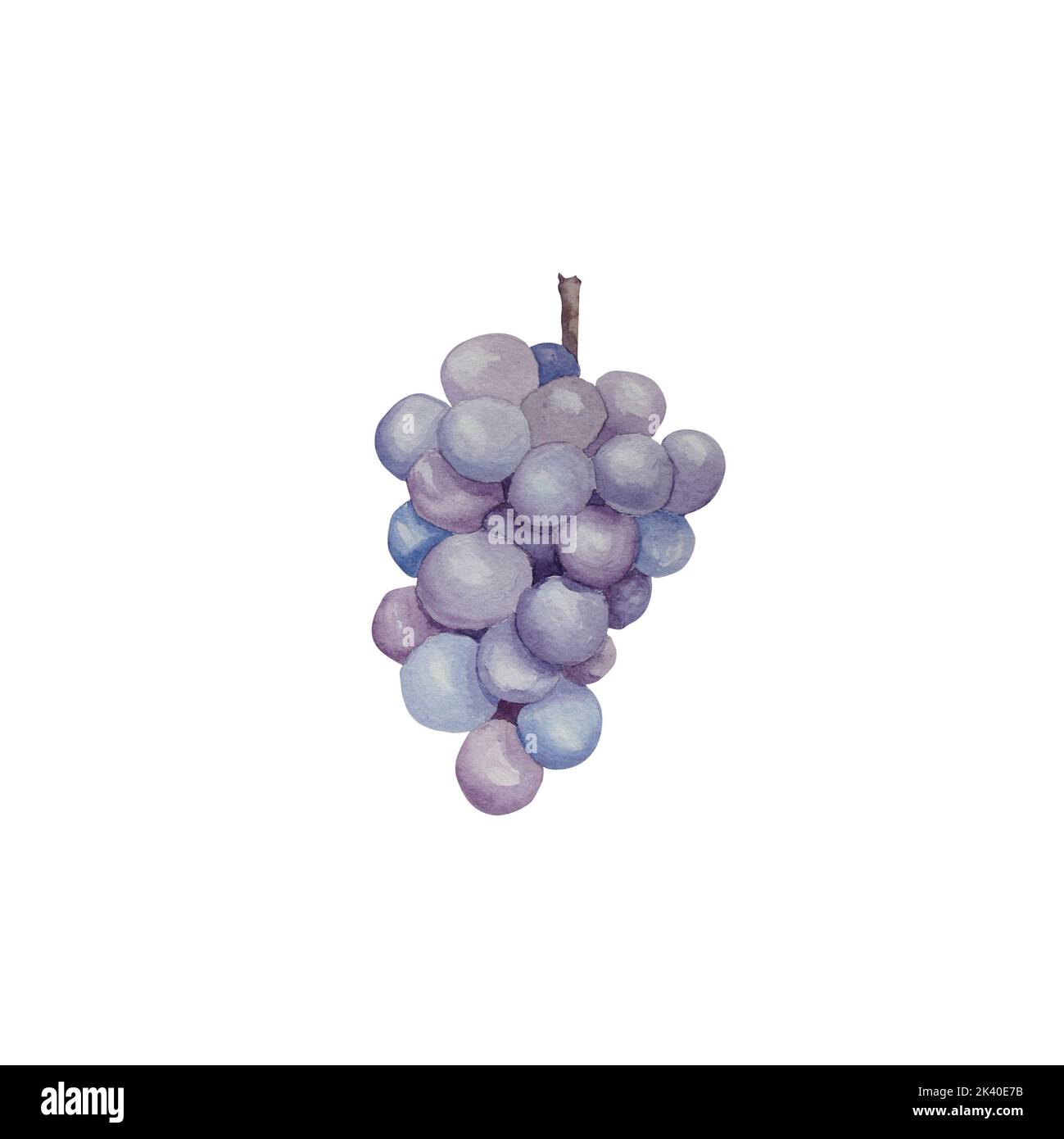 Watercolor illustration of fresh, delicious black grapes and grape leaves. Food and nature ...