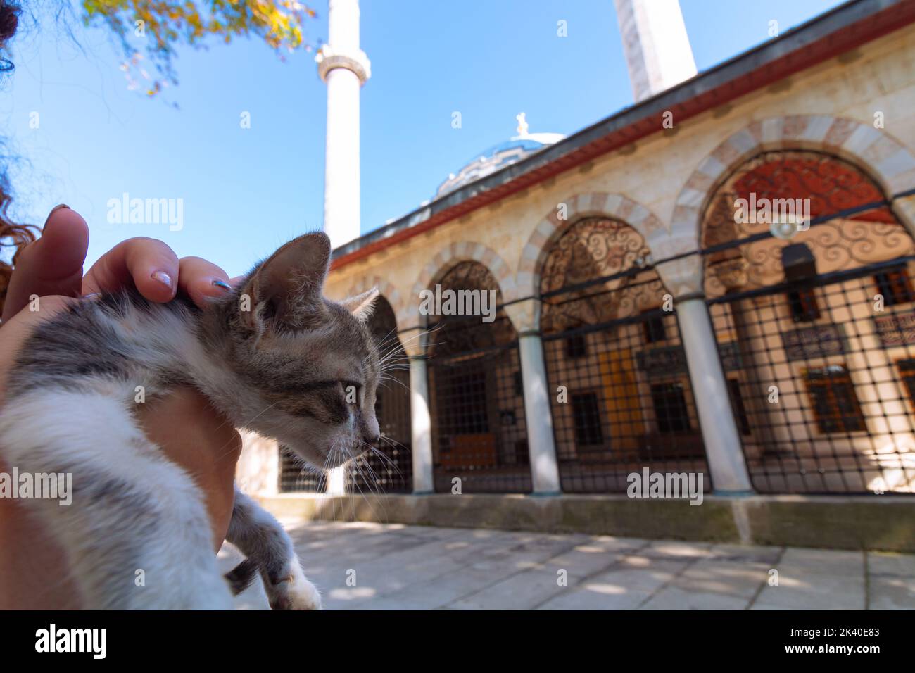 A girl holding a stray cat in the garden of a mosque in Istanbul ...