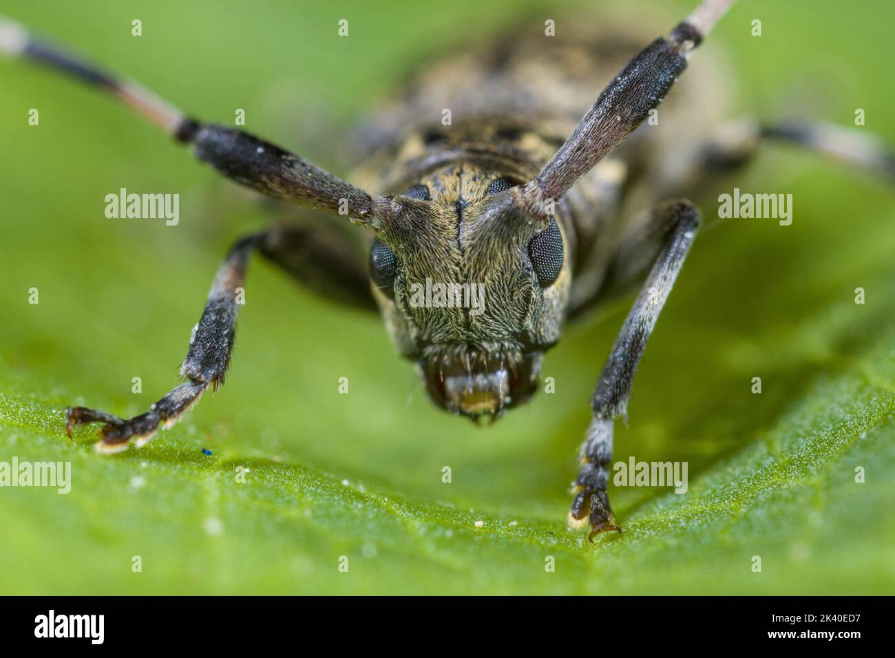 Beetle extreme macro portraits hi-res stock photography and images - Alamy