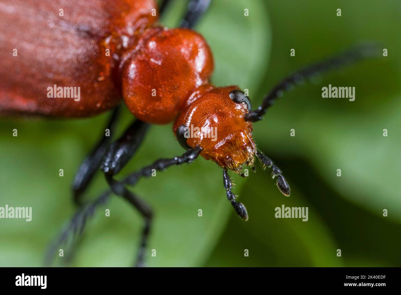 Cardinal Beetle, Cardinal Beetles, Red-headed cardinal beetle ...