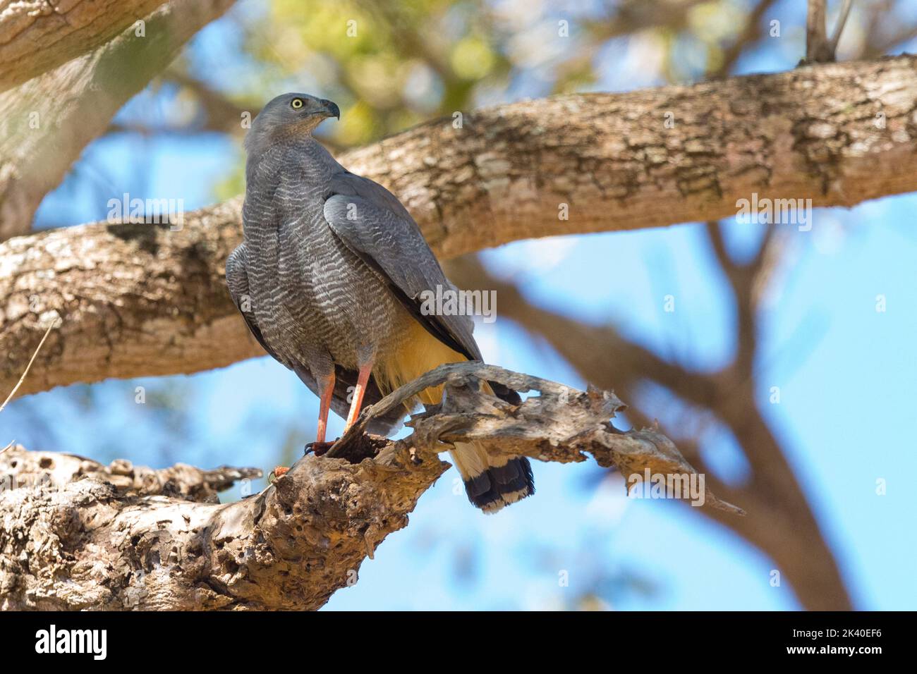 crane hawk (Geranospiza caerulescens caerulescens), perched on a branch ...