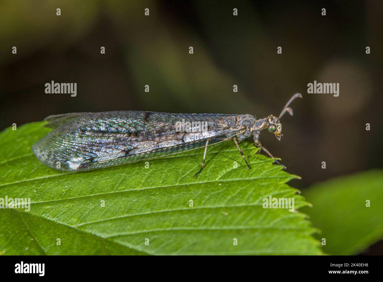 European antlion (Euroleon nostras), sits on a leaf, Germany Stock ...