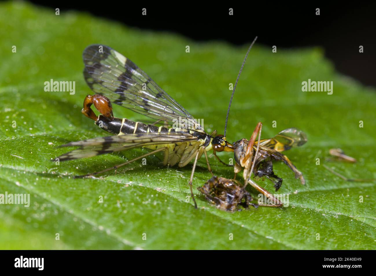 common scorpionfly (Panorpa communis), male with prey on a leaf ...