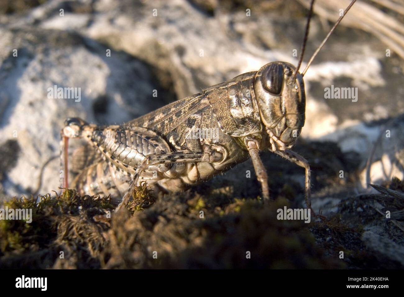 Italian locust (Calliptamus italicus, Calliptenus cerisanus), portrait ...