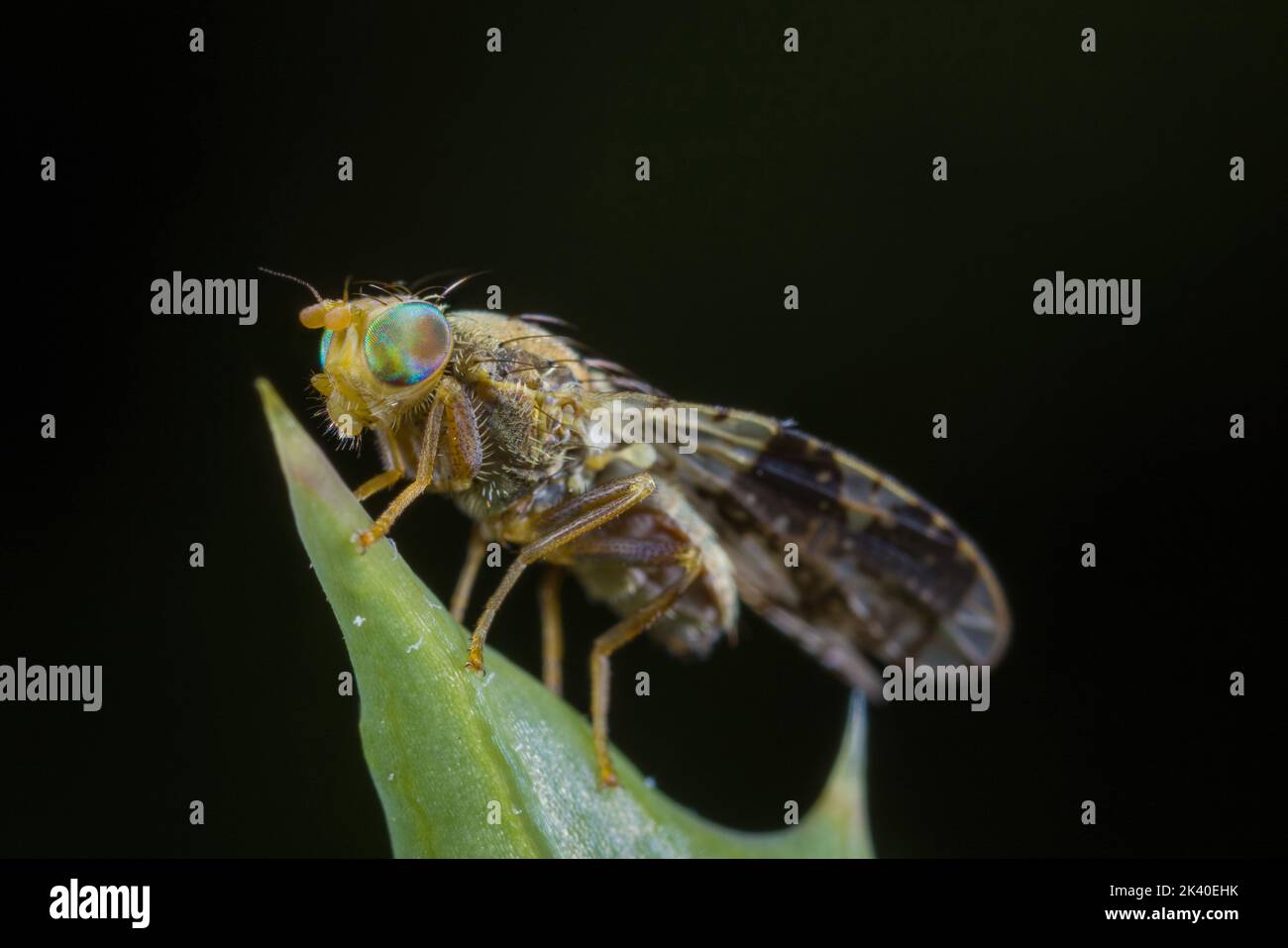 Peacock leaf hi-res stock photography and images - Alamy