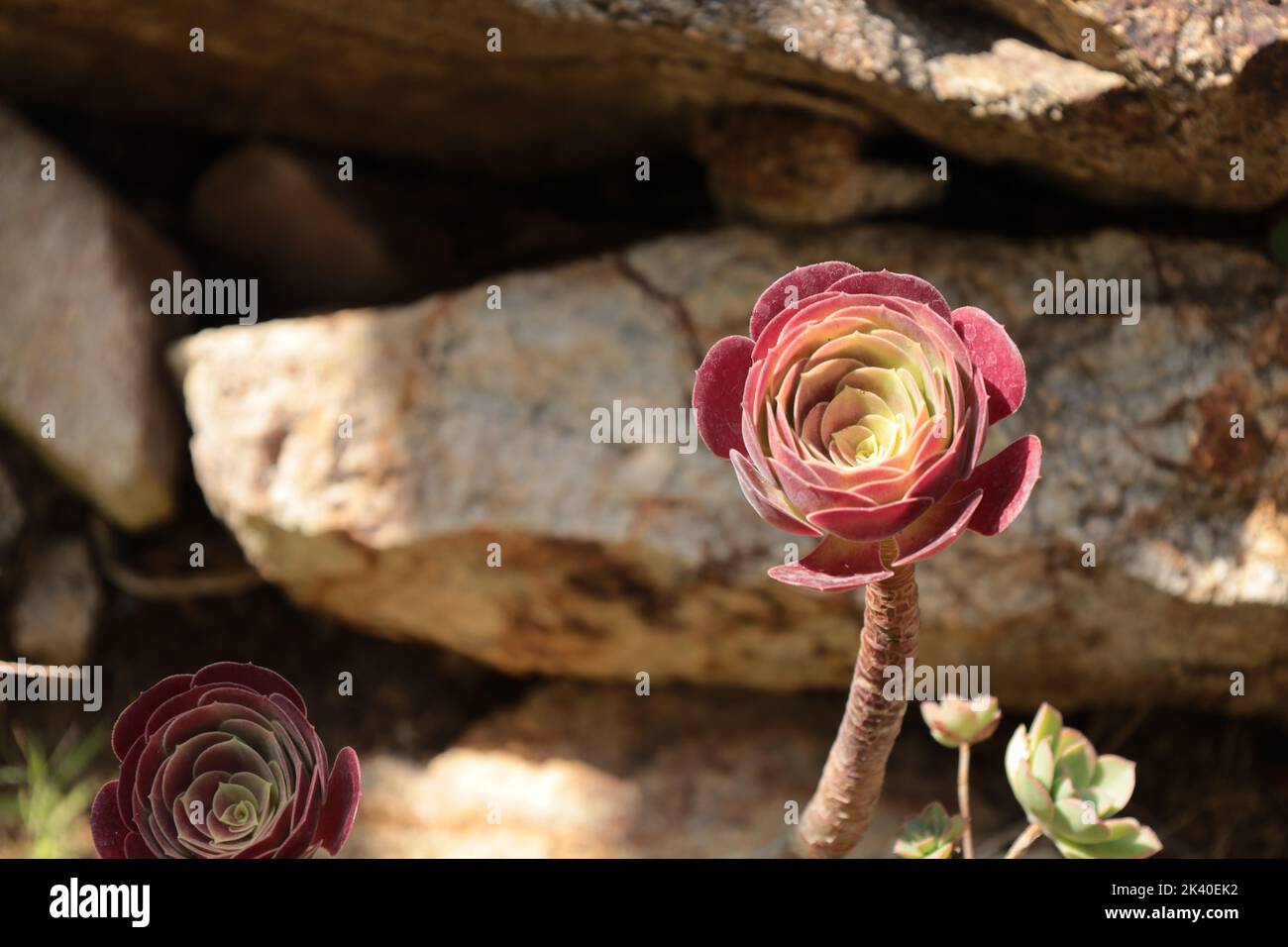 Pals Spain July 2022 flower head of red yellow Aeonium Arboreum ...