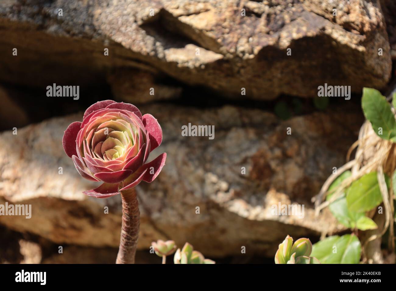 Pals Spain July 2022 flower head of red yellow Aeonium Arboreum ...