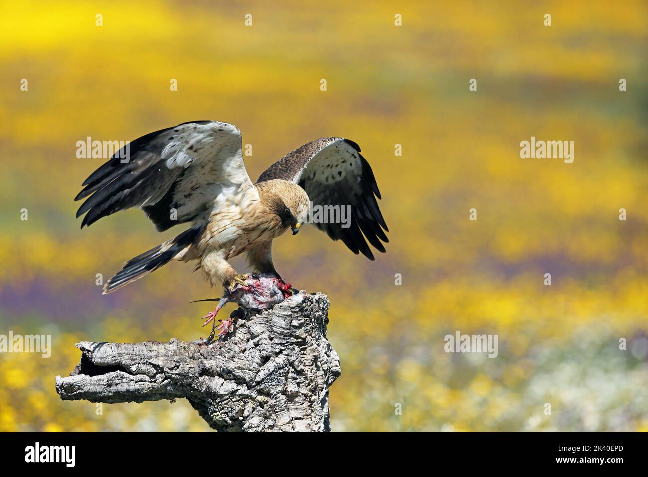 booted eagle (Hieraaetus pennatus, Aquila pennata), pale colour morh ...