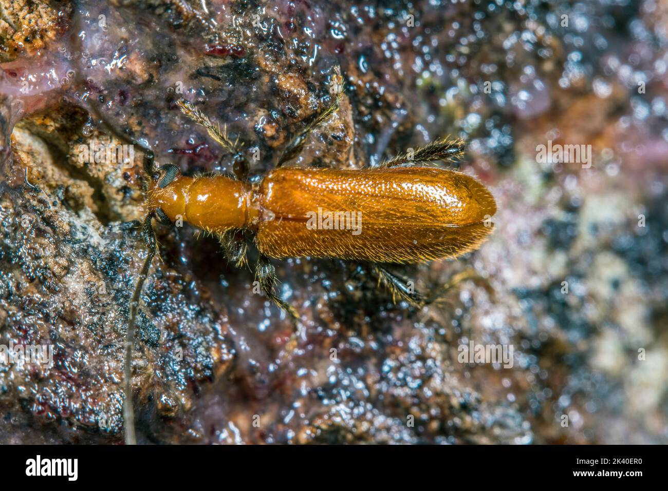 longhorn beetle (Obrium cantharinum), sits on wet ground, Germany Stock ...