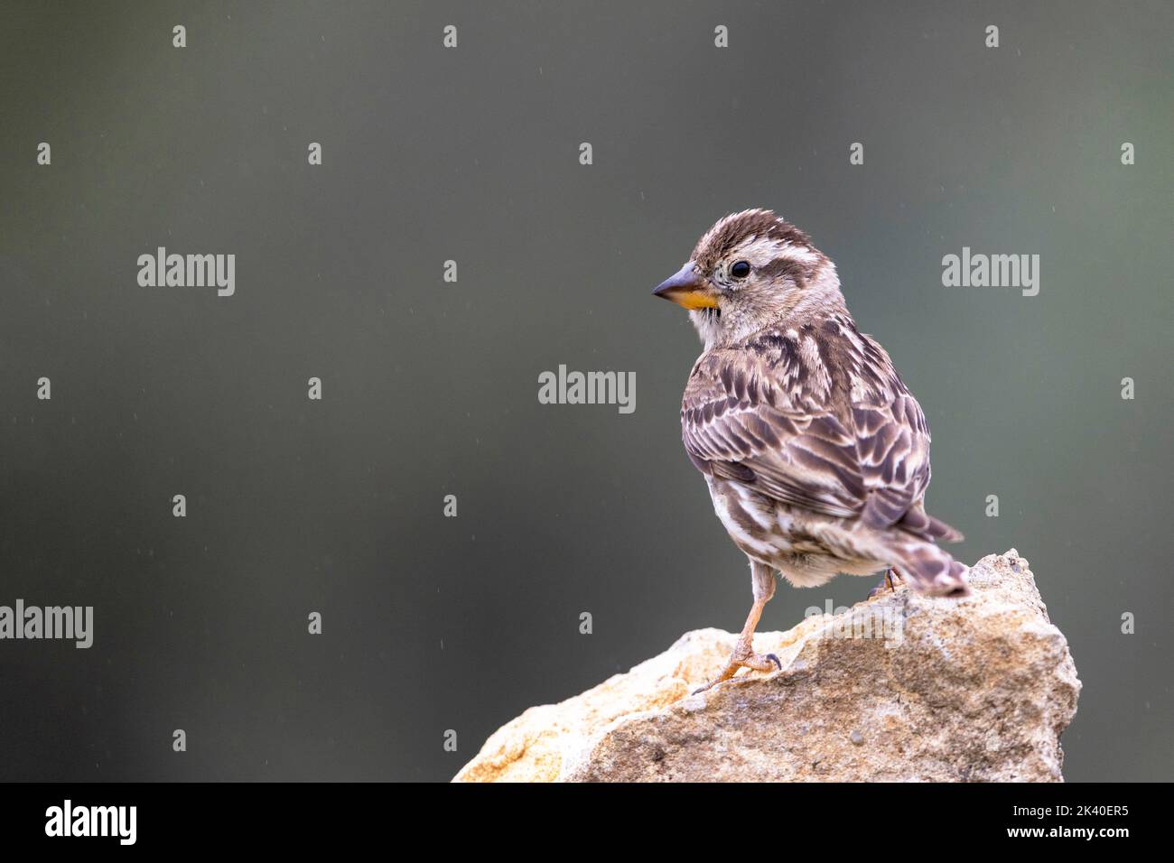 rock sparrow (Passer petronia, Petronia petronia), stands on a stone ...