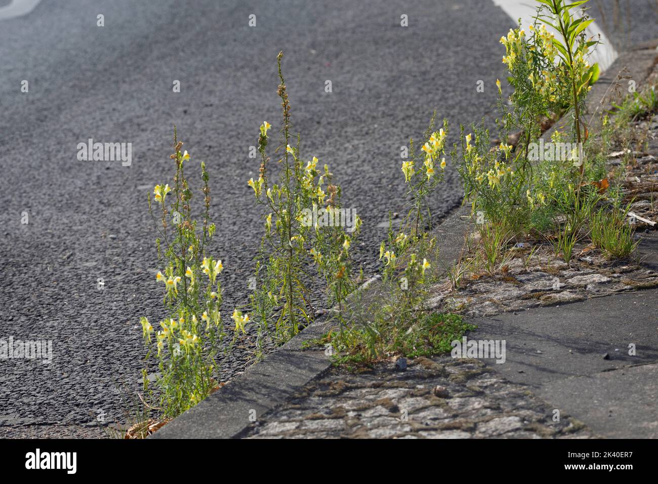 common toadflax, yellow toadflax, ramsted, butter and eggs (Linaria ...