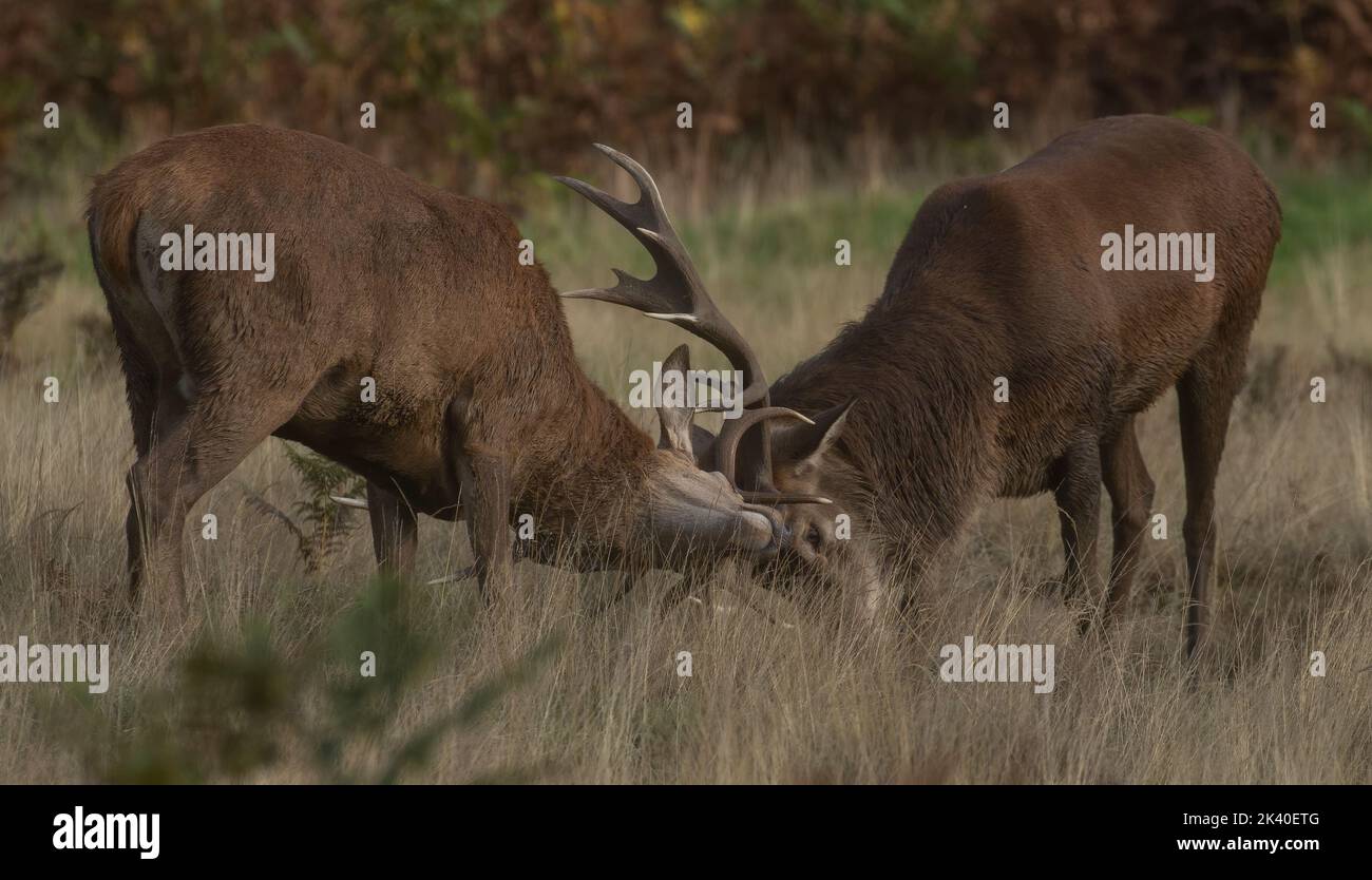 Red stag deer taken at bushy park 24/09/22 Stock Photo - Alamy