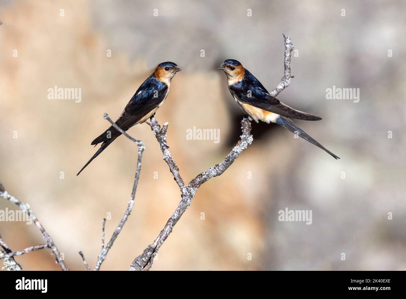 red-rumped swallow (Hirundo daurica, Cecropis daurica), two red-rumped ...