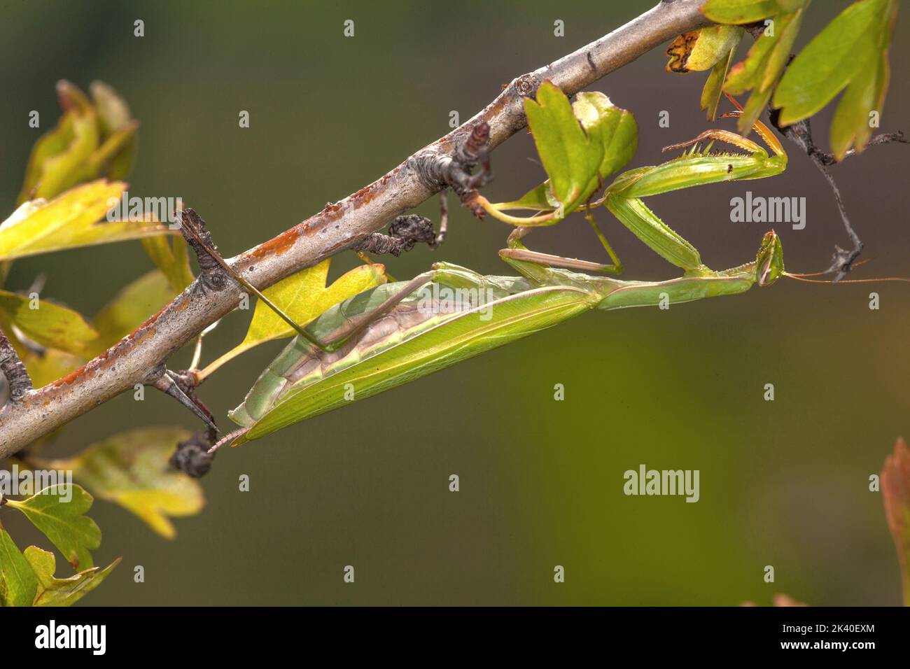 European preying mantis (Mantis religiosa), lurking for prey, Germany ...