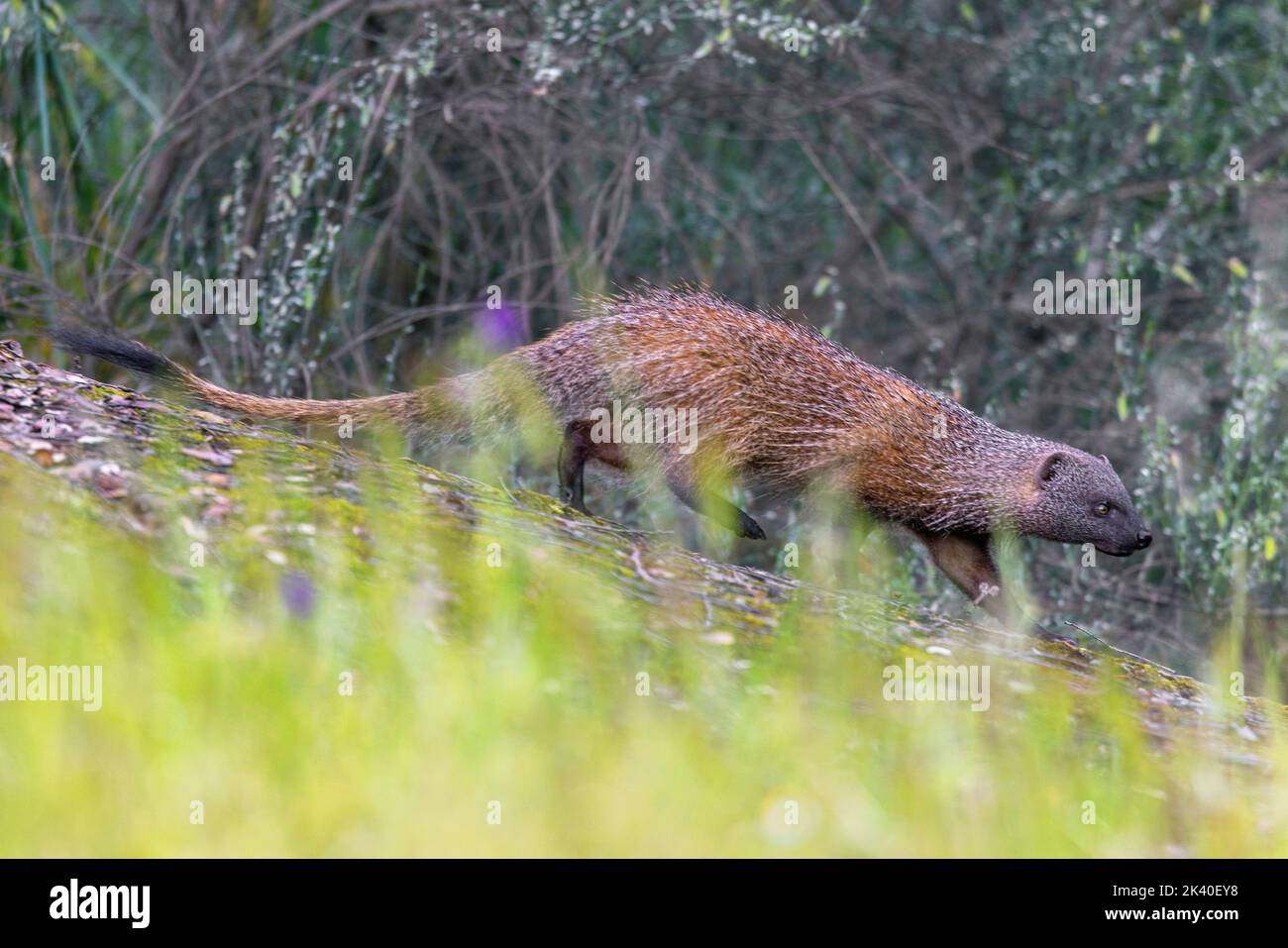 Egyptian Mongoose