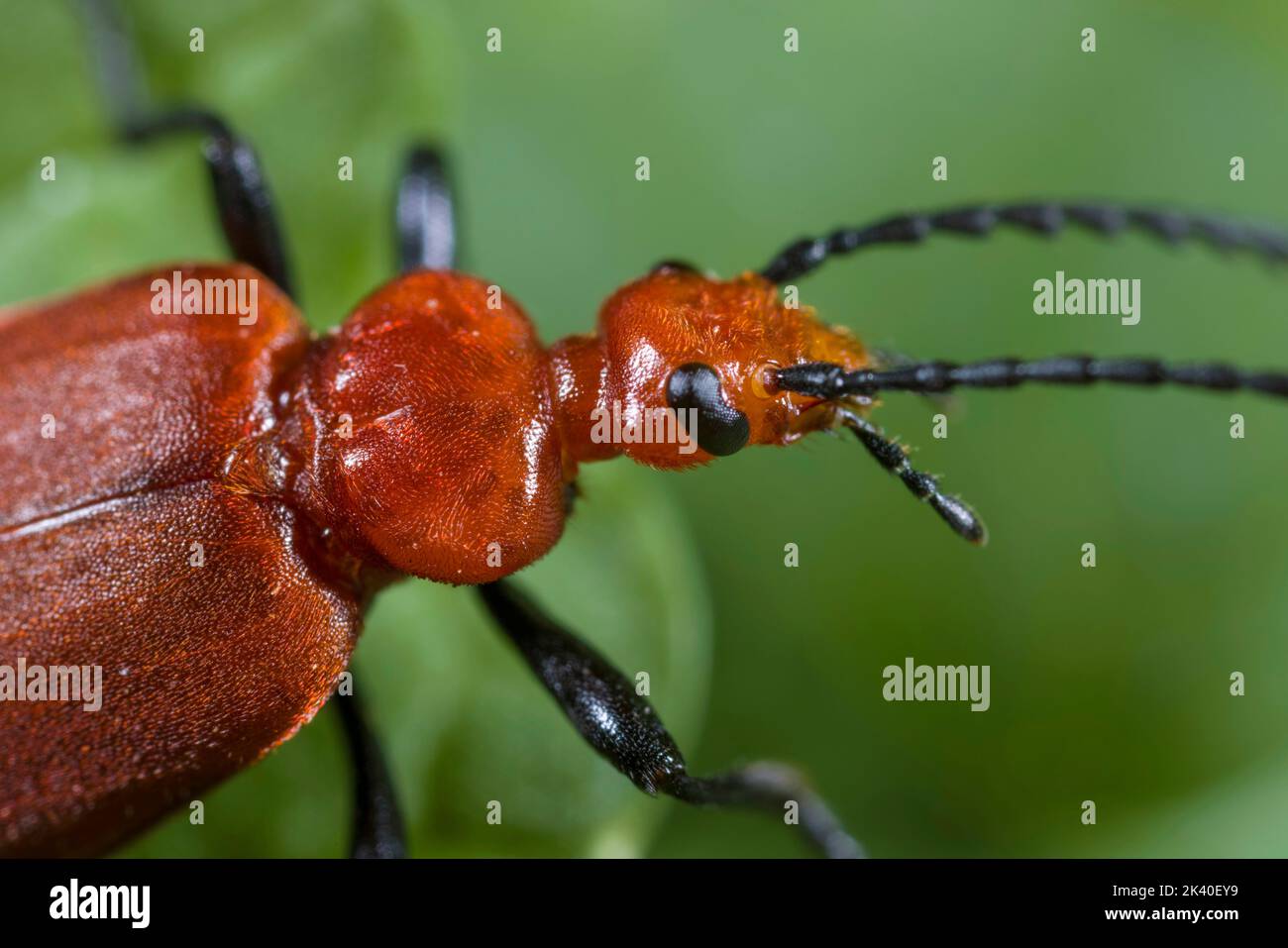 Cardinal Beetle, Cardinal Beetles, Red-headed cardinal beetle ...