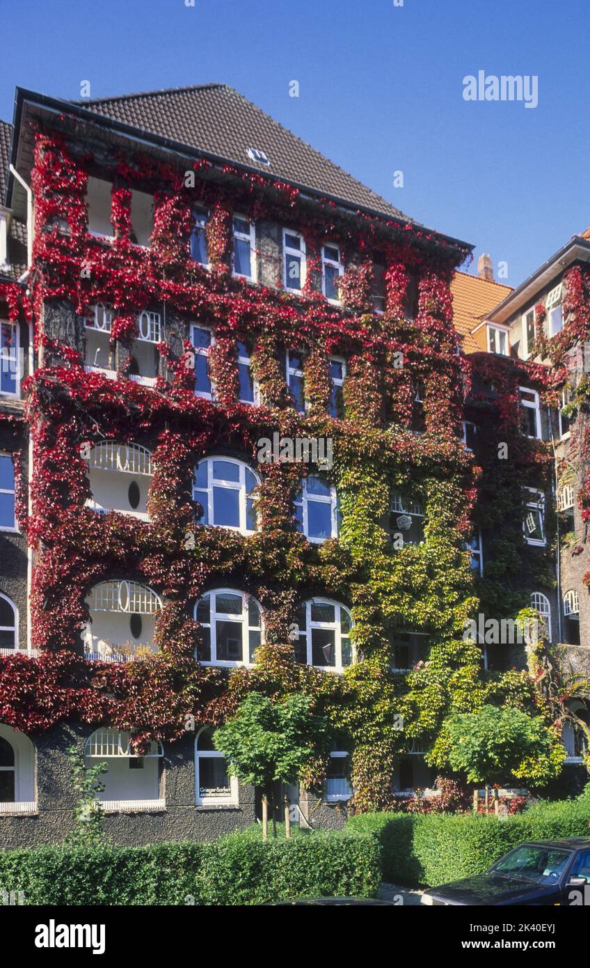 Boston ivy, Japanese creeper (Parthenocissus tricuspidata), climbing at ...