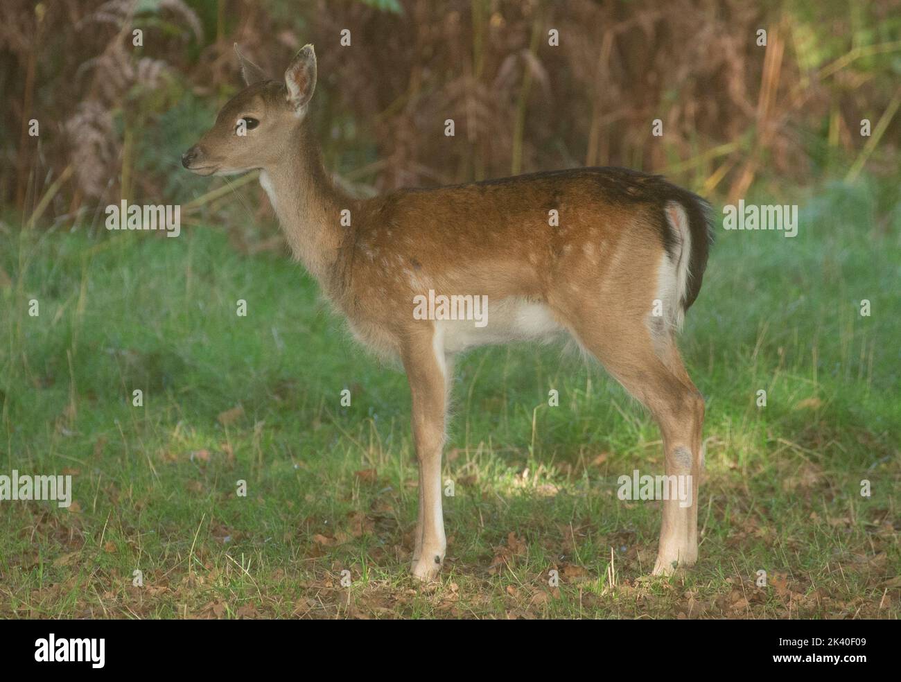 European fallow deer taken at bushy parky 24/09/2022 Stock Photo - Alamy