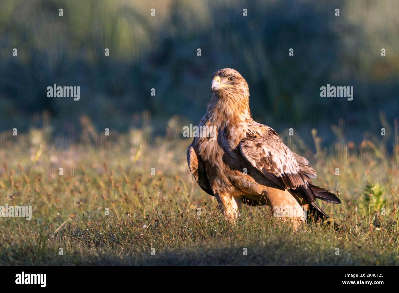 Spanish imperial eagle, Iberian imperial eagle, Adalbert's eagle ...