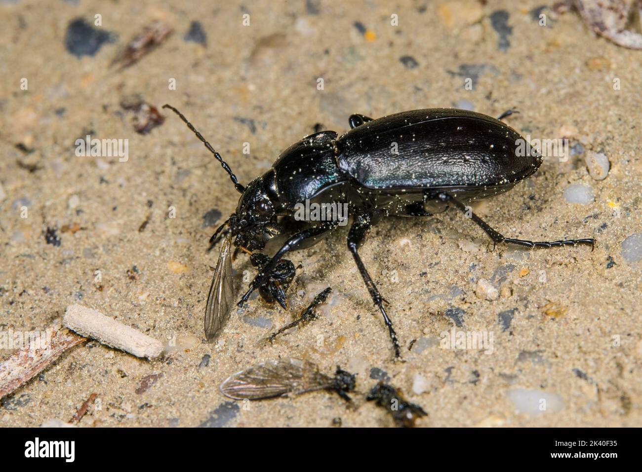 Ground beetle carabus nemoralis hi-res stock photography and images - Alamy