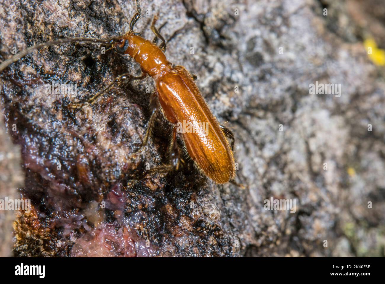 longhorn beetle (Obrium cantharinum), sits on wet ground, Germany Stock ...