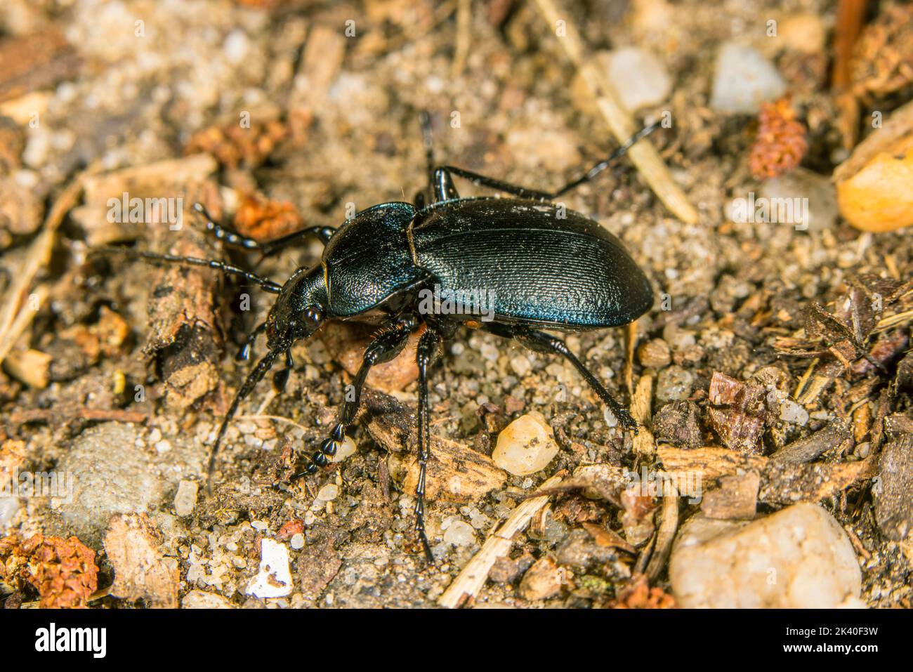 convex ground beetle (Carabus convexus), on the ground, Germany Stock ...