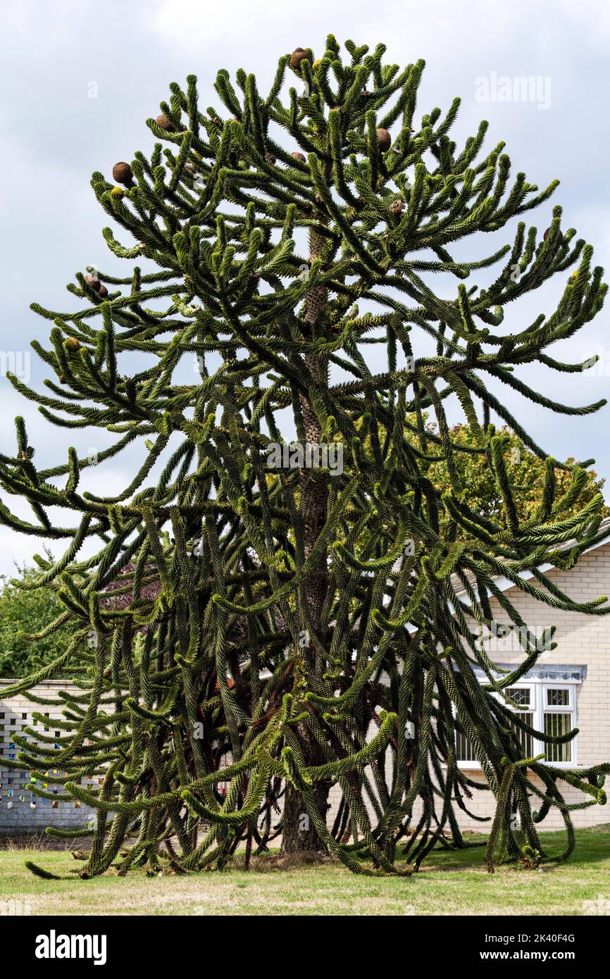 Monkey Puzzle tree Stock Photo - Alamy