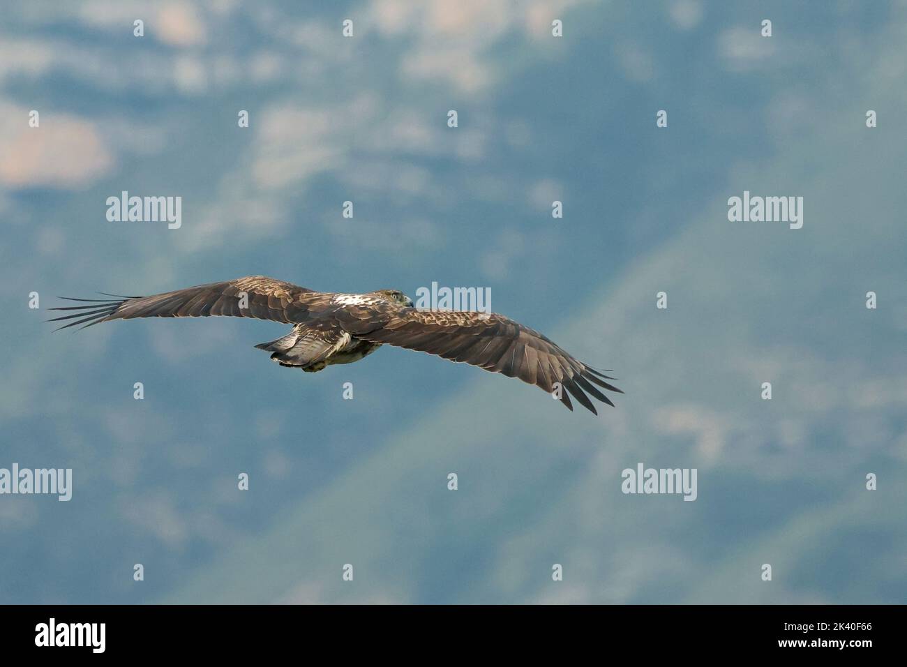 Bonellis eagle, Bonelli's Eagle (Hieraaetus fasciatus, Aquila fasciata ...