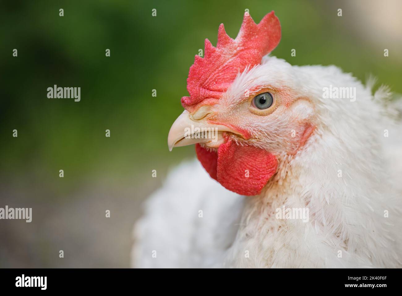 Portrait of a rooster with white plumage close-up. Broiler chicken in ...