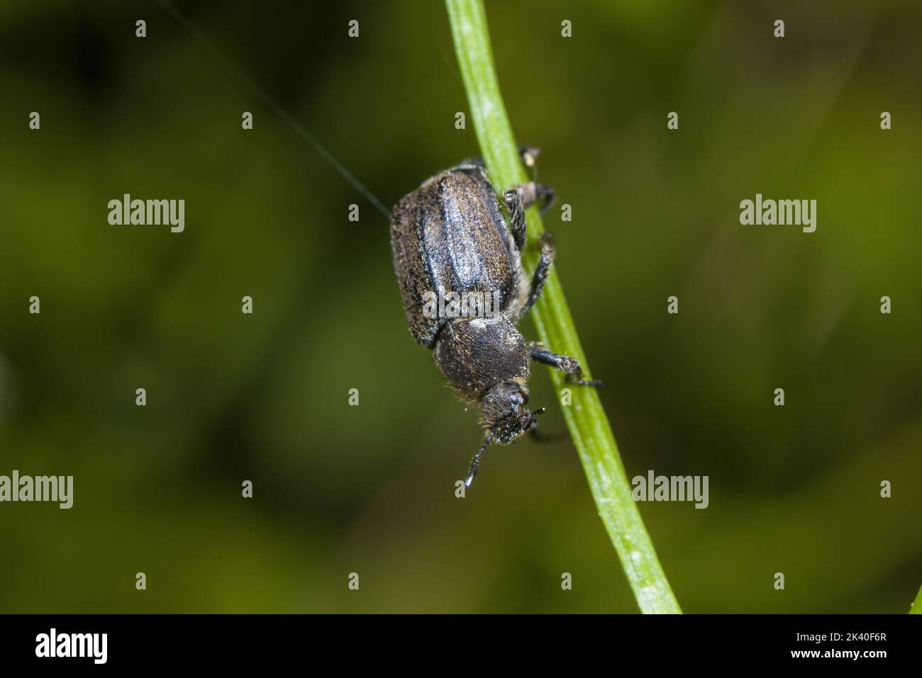monkey beetle (Hoplia philanthus), head first on a stem, Germany Stock ...