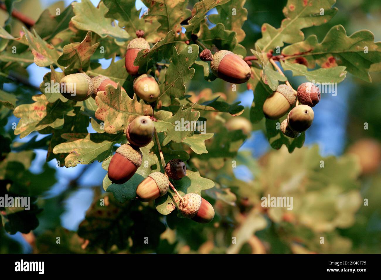 common oak, pedunculate oak, English oak (Quercus robur, Quercus ...