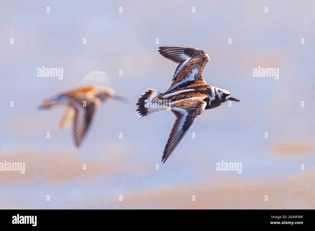 ruddy turnstone (Arenaria interpres), in flight with breeding plumage ...