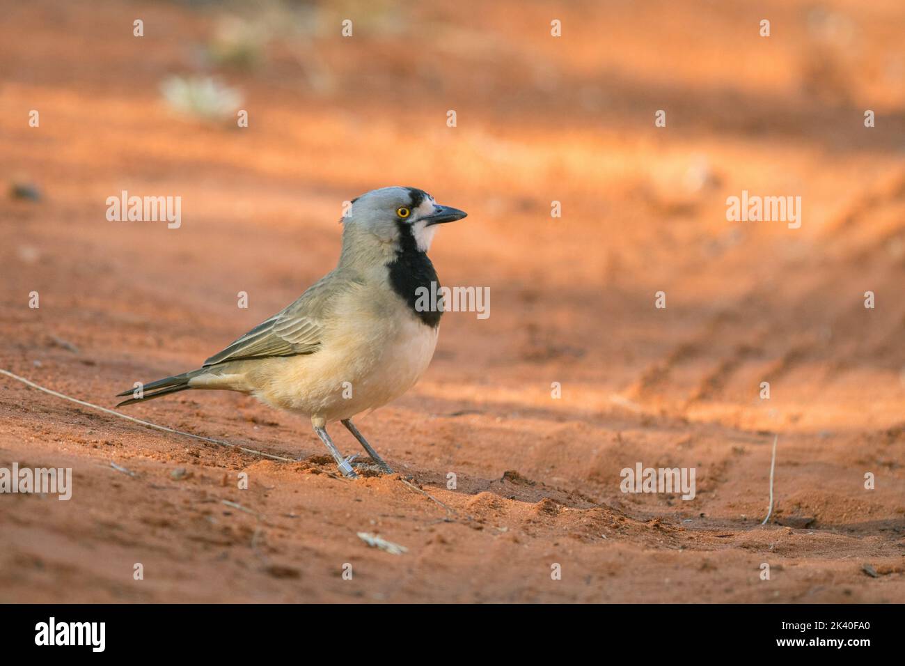 Australo papuan bellbirds hi-res stock photography and images - Alamy