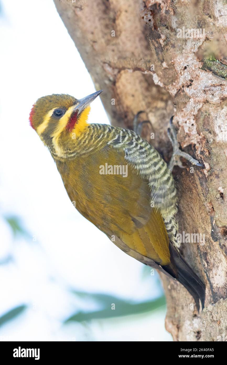 White browed woodpeckers hi-res stock photography and images - Alamy