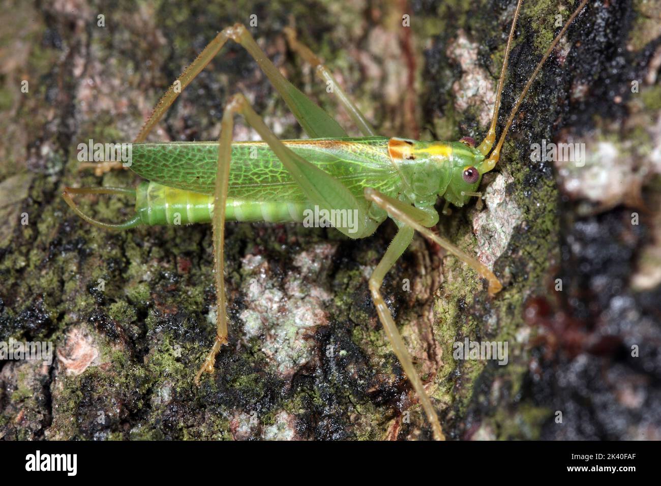 Insects katydid katydids insect hi-res stock photography and images - Alamy