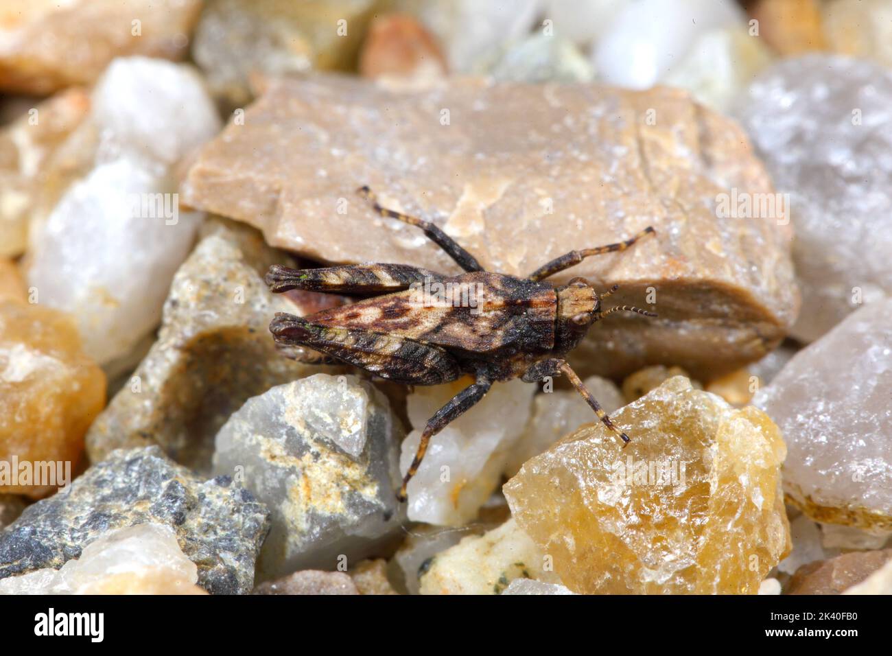 common groundhopper (Tetrix undulata, Tetrix vittata), on stones ...