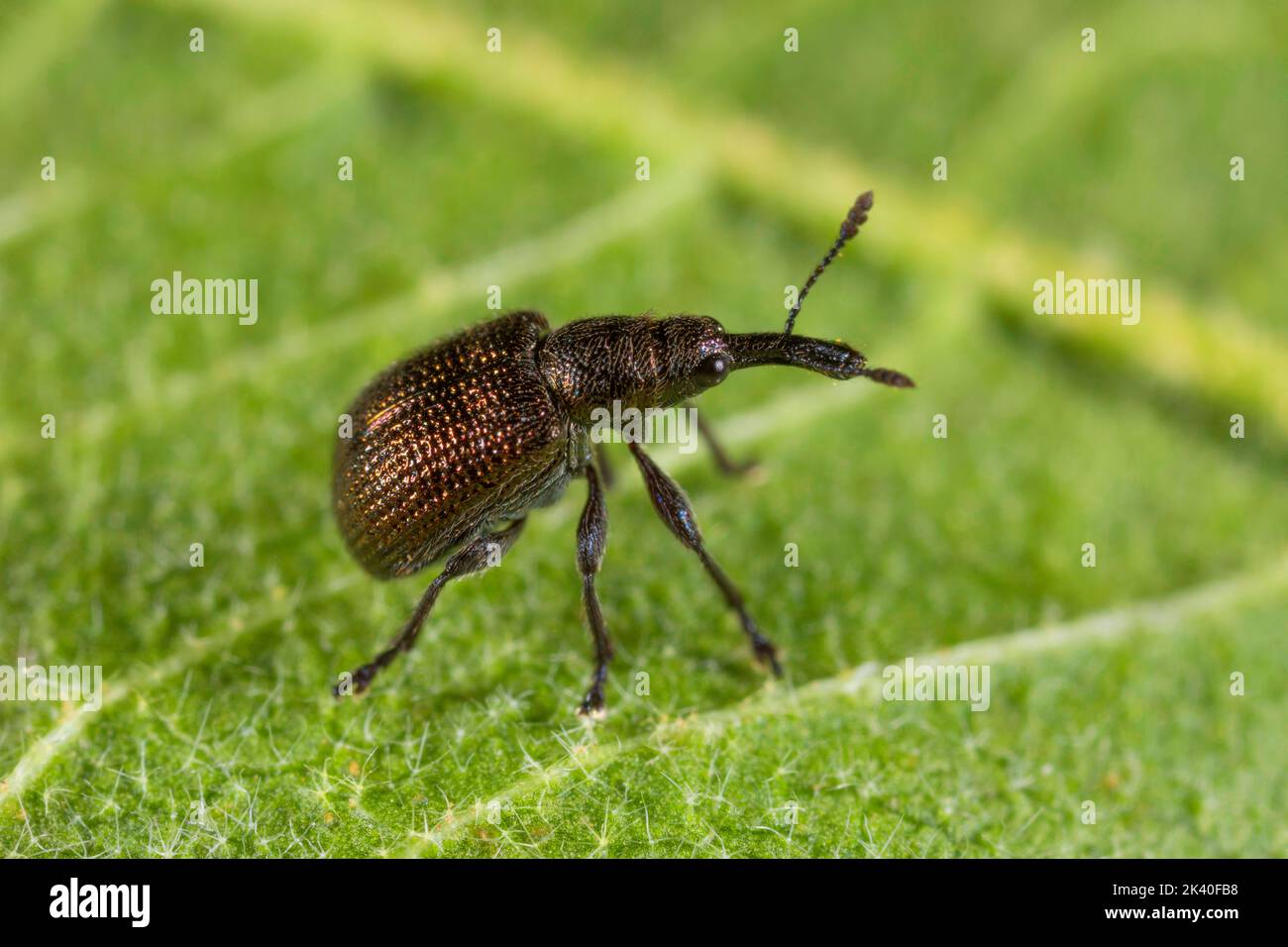 tooth-nosed snout weevil (Schoenitemnus minutus, Neocoenorrhinus ...