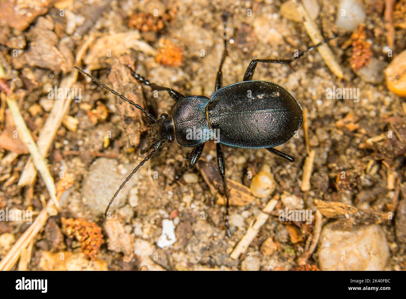 convex ground beetle (Carabus convexus), on the ground, Germany Stock ...