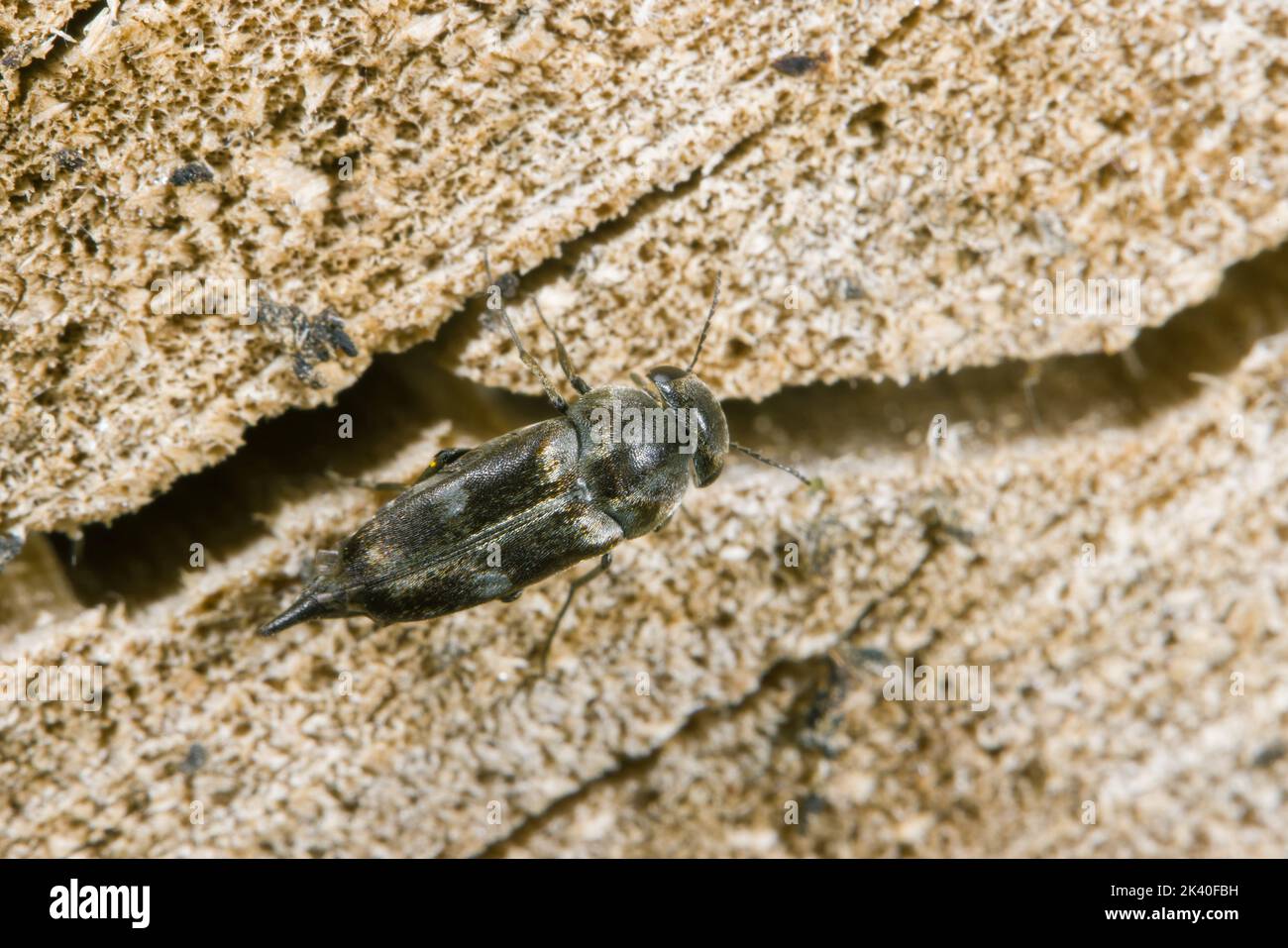 Tumbling Flower Beetle (Tomoxia bucephala, Tomoxia biguttata), sits on ...