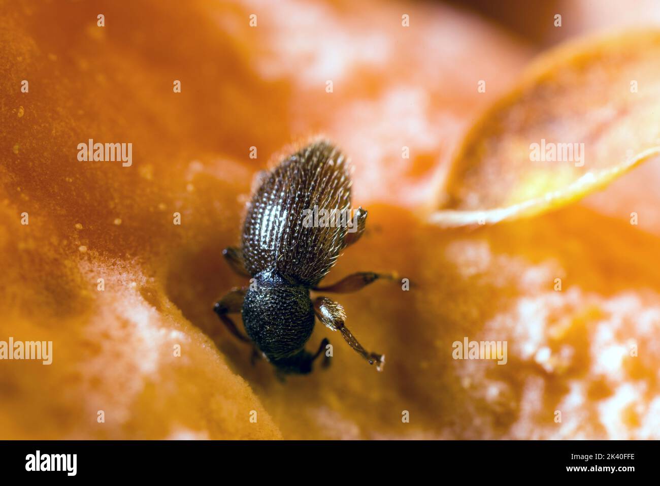 Hairy Spider Weevil (Barypeithes pellucidus, Exomias pellucidus), on a ...